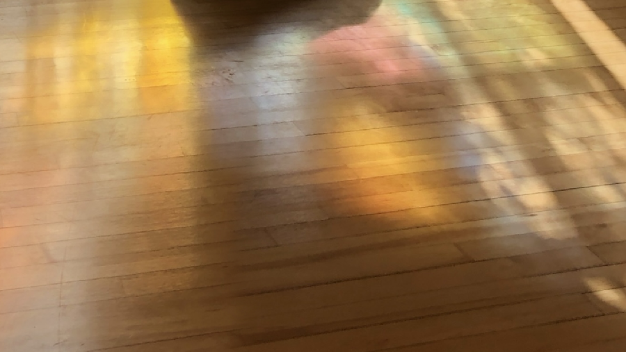 Olivia Sheldon: Fern Flowers | Cornell AAP